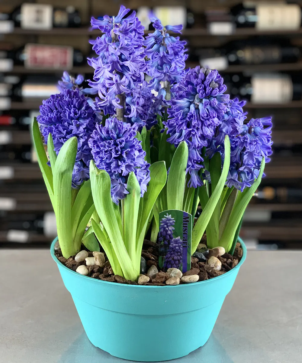 Flowering Plants Pataskala, Columbus & Westerville Ohio - Griffins ...