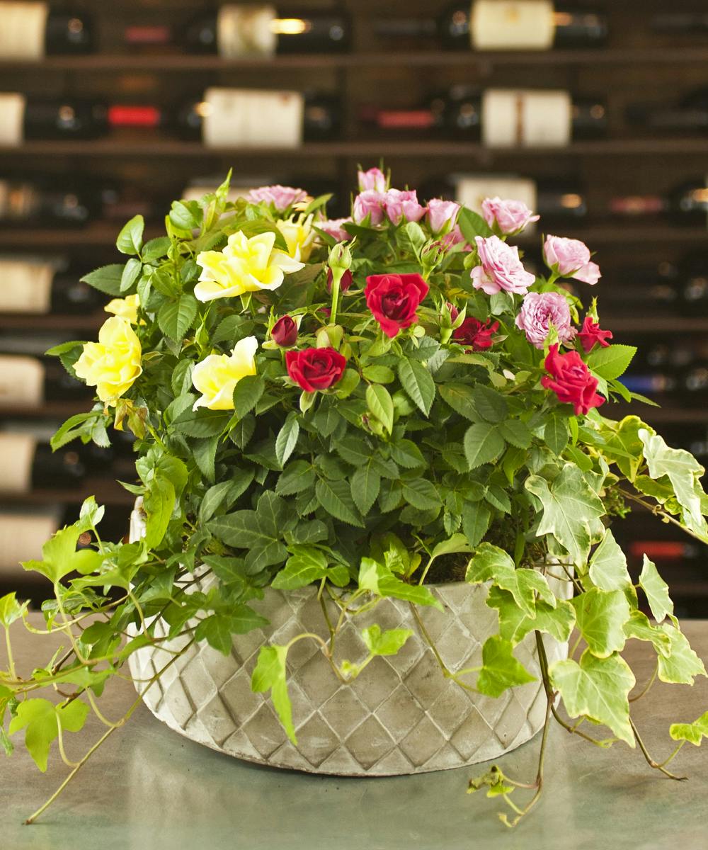 Rose Garden Planter Plants Columbus Ohio Florists Newark Oh Griffins